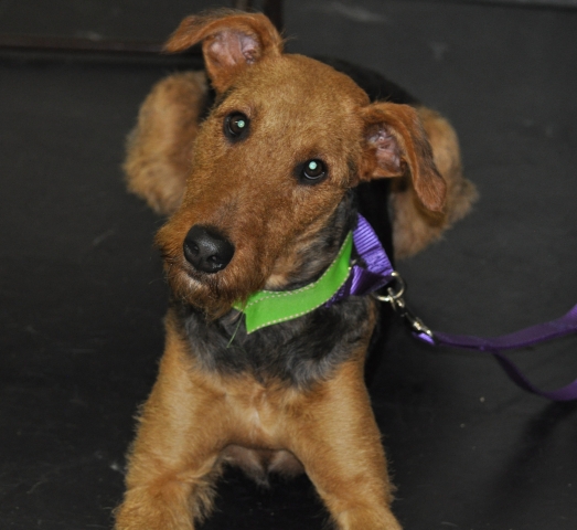 ATRA - Airedale Terrier Rescue & Adoption | Finding loving homes one ...