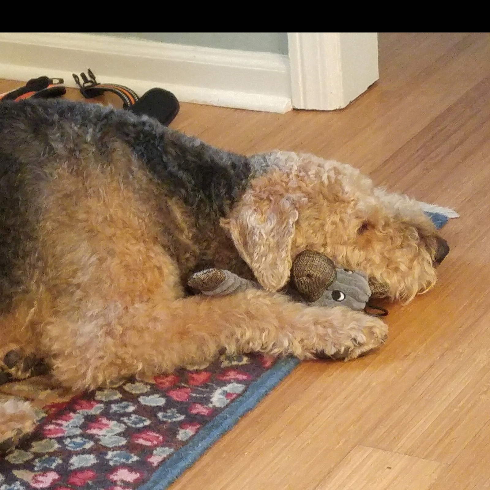 ATRA - Airedale Terrier Rescue & Adoption | Finding loving homes one ...