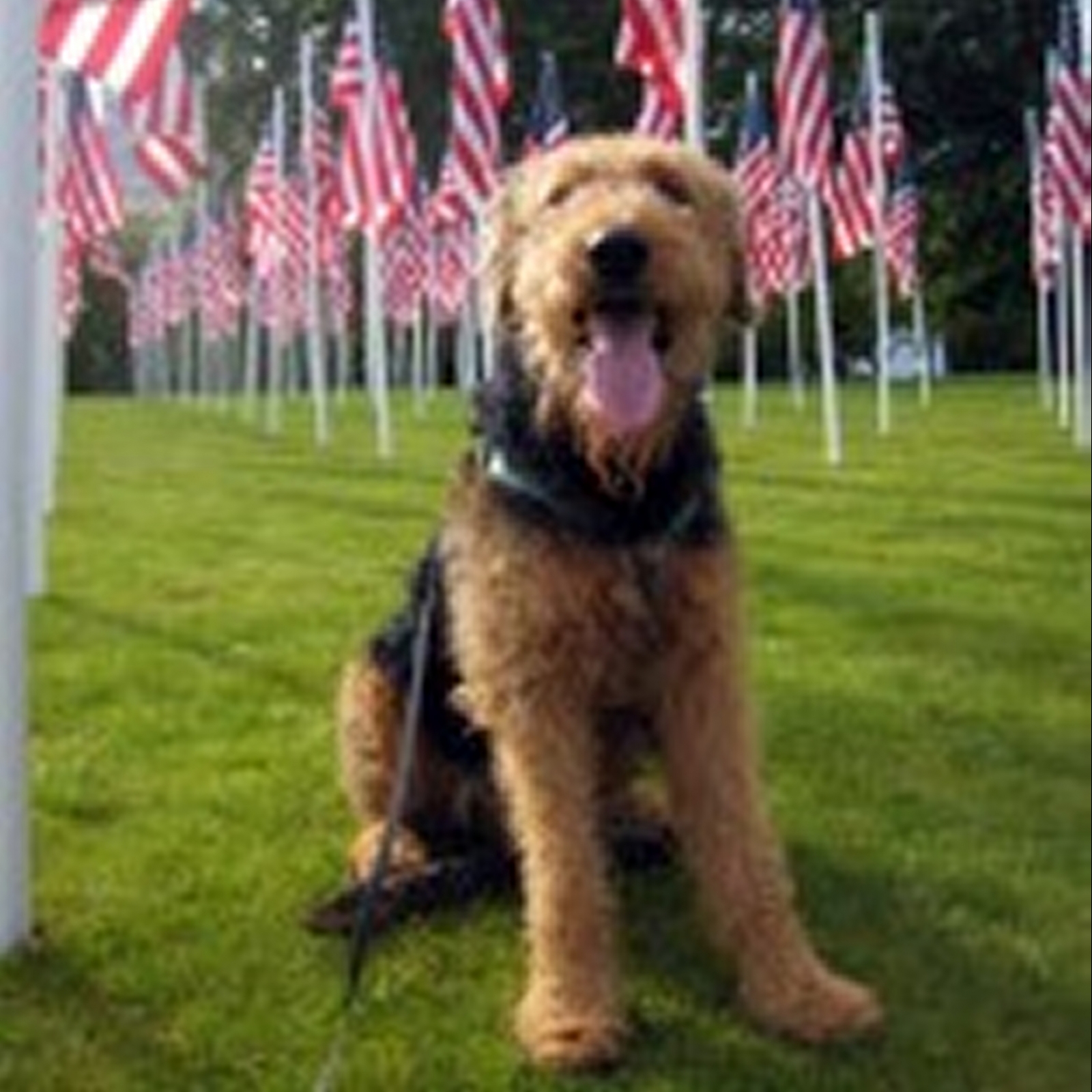 ATRA - Airedale Terrier Rescue & Adoption | Finding loving homes one ...