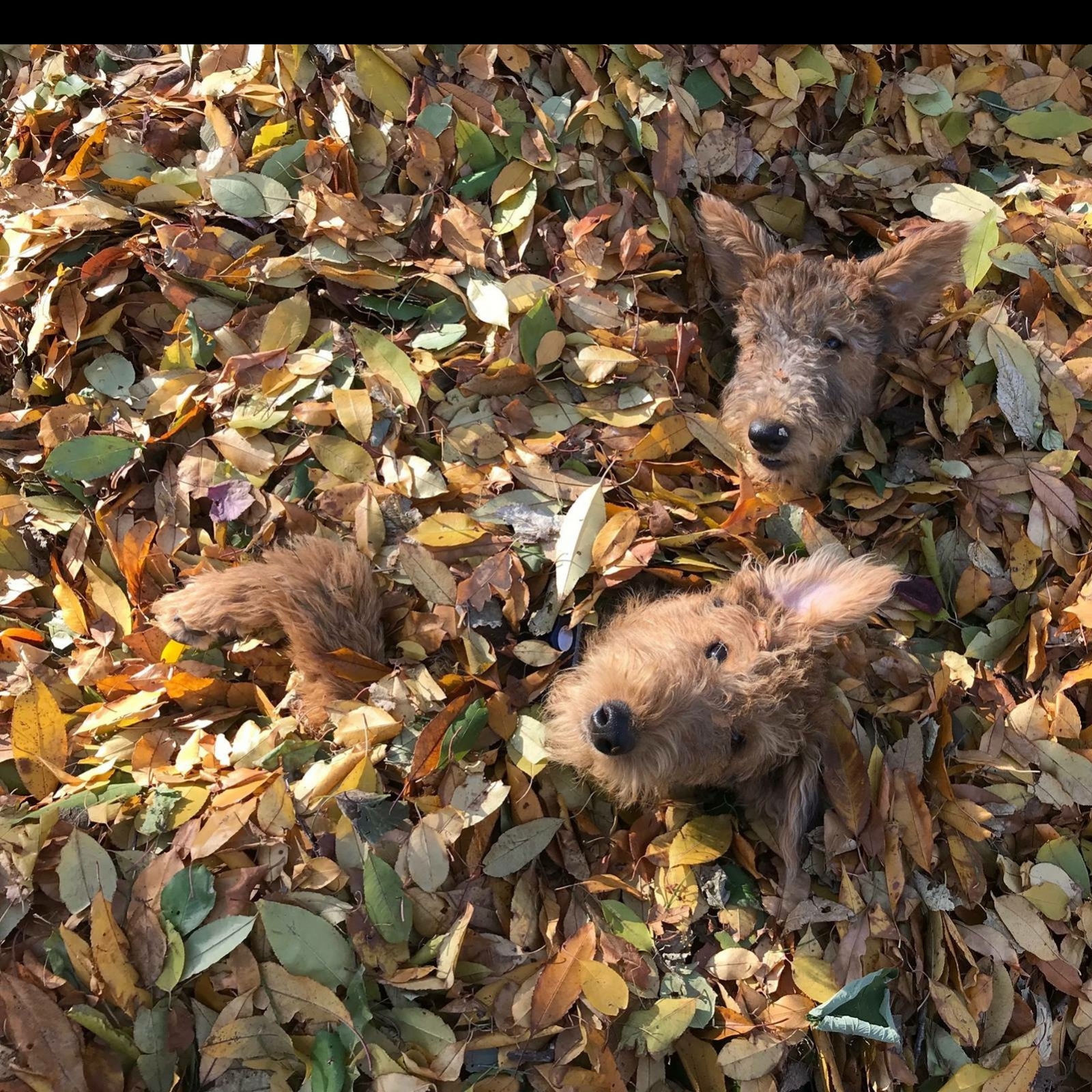 ATRA - Airedale Terrier Rescue & Adoption | Finding loving homes one ...