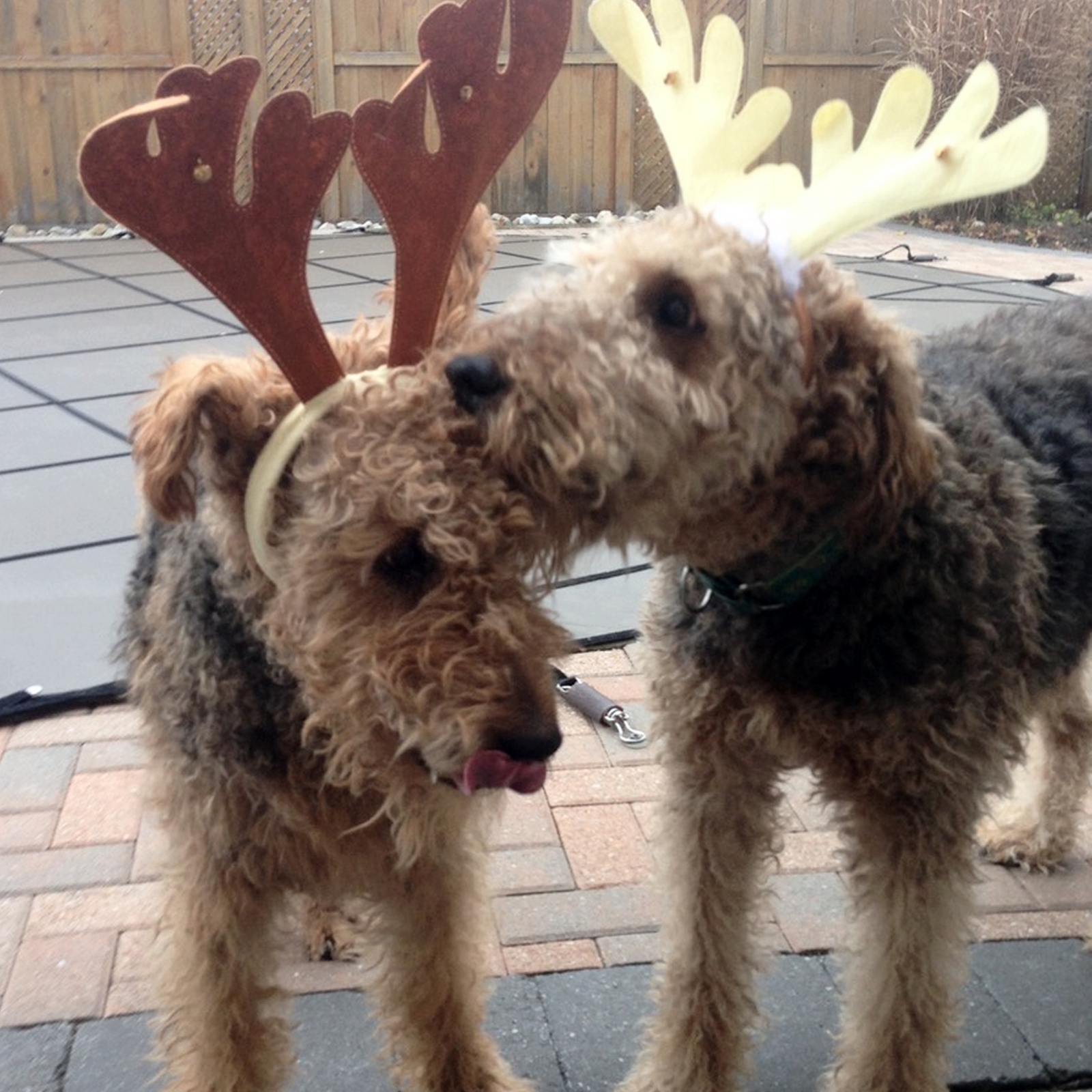 ATRA - Airedale Terrier Rescue & Adoption | Finding loving homes one ...