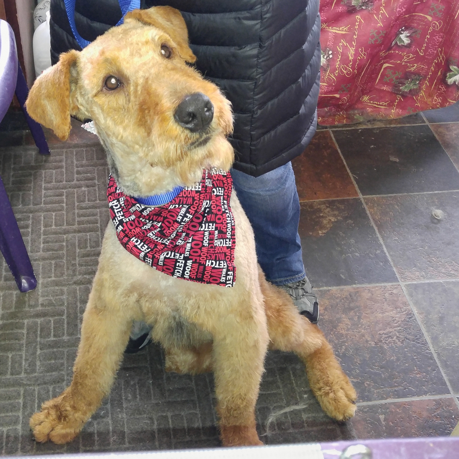 ATRA - Airedale Terrier Rescue & Adoption | Finding loving homes one ...