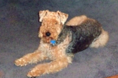 Finding loving homes one Airedale at a time | ATRA - Airedale Terrier ...