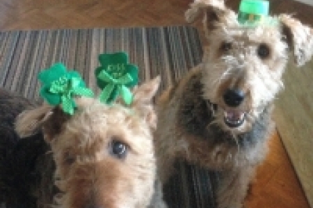 ATRA - Airedale Terrier Rescue & Adoption | Finding loving homes one ...