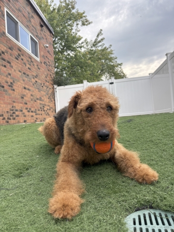 ATRA - Airedale Terrier Rescue & Adoption | Finding loving homes one ...