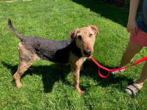 ATRA - Airedale Terrier Rescue & Adoption | Finding loving homes one ...