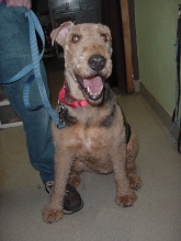 ATRA - Airedale Terrier Rescue & Adoption | Finding loving homes one ...