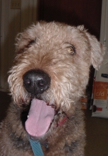 ATRA - Airedale Terrier Rescue & Adoption | Finding loving homes one ...