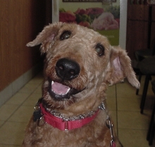 ATRA - Airedale Terrier Rescue & Adoption | Finding loving homes one ...