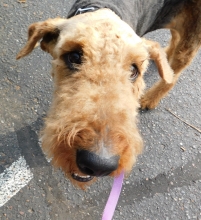 ATRA - Airedale Terrier Rescue & Adoption | Finding loving homes one ...