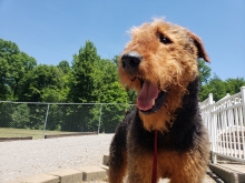 ATRA - Airedale Terrier Rescue & Adoption | Finding loving homes one ...