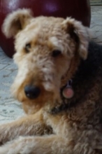 ATRA - Airedale Terrier Rescue & Adoption | Finding loving homes one ...
