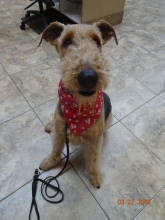 ATRA - Airedale Terrier Rescue & Adoption | Finding loving homes one ...