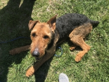 ATRA - Airedale Terrier Rescue & Adoption | Finding loving homes one ...