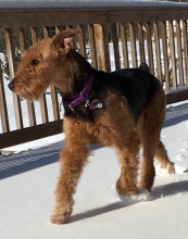 ATRA - Airedale Terrier Rescue & Adoption | Finding loving homes one ...