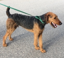 ATRA - Airedale Terrier Rescue & Adoption | Finding loving homes one ...