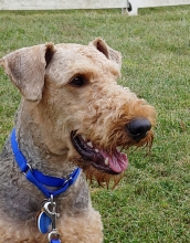 ATRA - Airedale Terrier Rescue & Adoption | Finding loving homes one ...