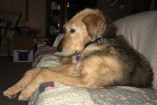 ATRA - Airedale Terrier Rescue & Adoption | Finding loving homes one ...