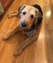 Airedales for Adoption | ATRA - Airedale Terrier Rescue & Adoption