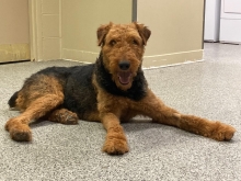 ATRA - Airedale Terrier Rescue & Adoption | Finding loving homes one ...