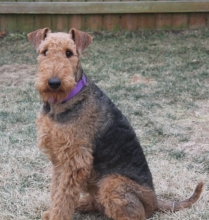 ATRA - Airedale Terrier Rescue & Adoption | Finding loving homes one ...