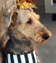 ATRA - Airedale Terrier Rescue & Adoption | Finding loving homes one ...