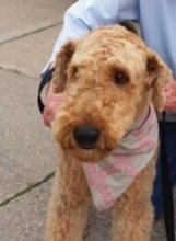 ATRA - Airedale Terrier Rescue & Adoption | Finding loving homes one ...