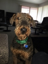 ATRA - Airedale Terrier Rescue & Adoption | Finding loving homes one ...