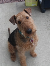 ATRA - Airedale Terrier Rescue & Adoption | Finding loving homes one ...