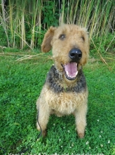 ATRA - Airedale Terrier Rescue & Adoption | Finding loving homes one ...