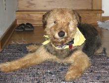 ATRA - Airedale Terrier Rescue & Adoption | Finding loving homes one ...