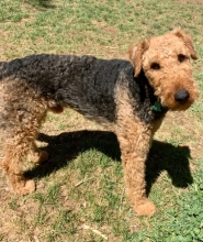 Airedales for Adoption | ATRA - Airedale Terrier Rescue & Adoption