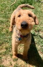 Airedales for Adoption | ATRA - Airedale Terrier Rescue & Adoption