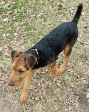 ATRA - Airedale Terrier Rescue & Adoption | Finding loving homes one ...