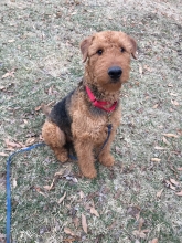 ATRA - Airedale Terrier Rescue & Adoption | Finding loving homes one ...